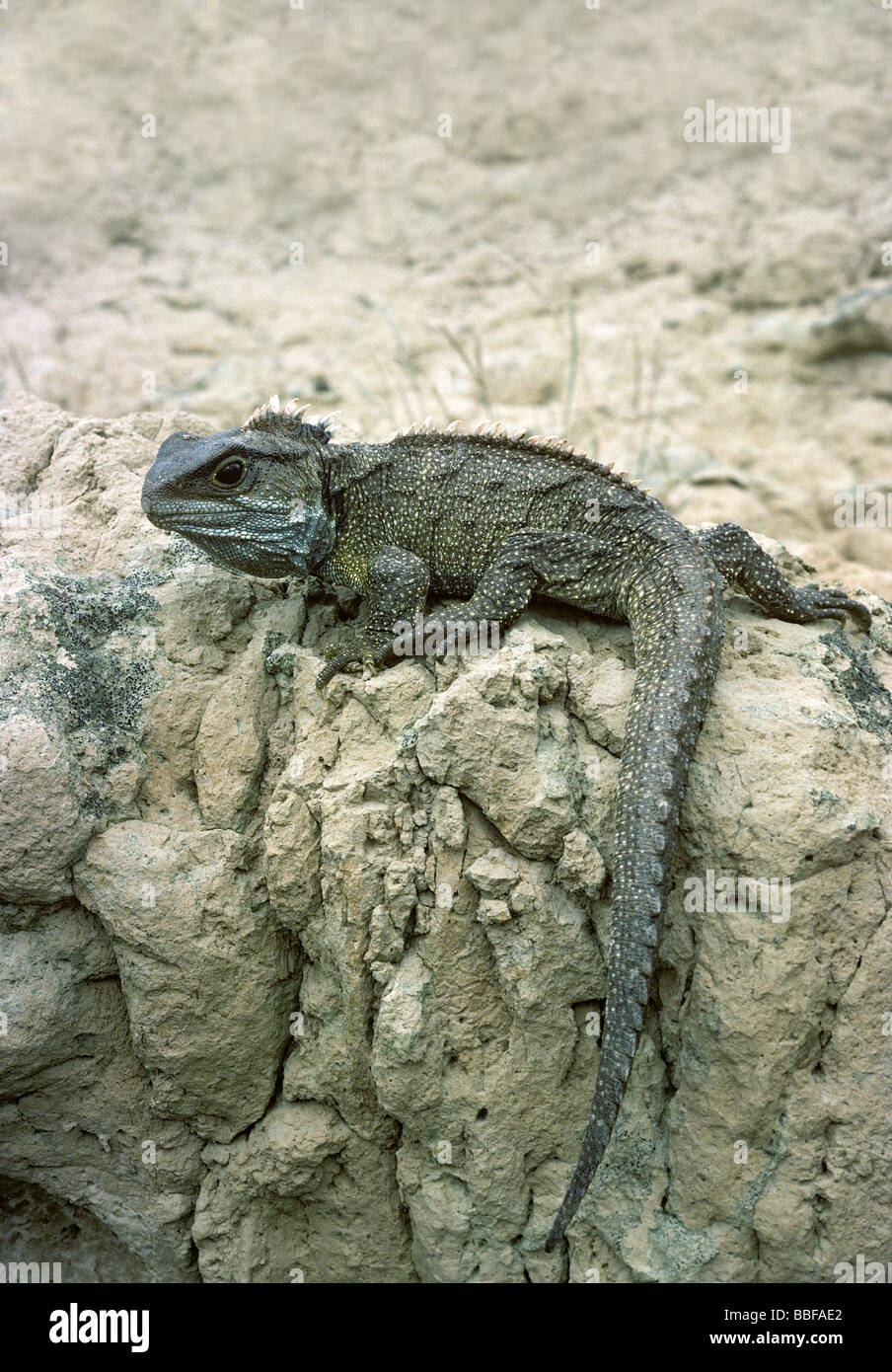 Tuatara male hi-res stock photography and images - Alamy