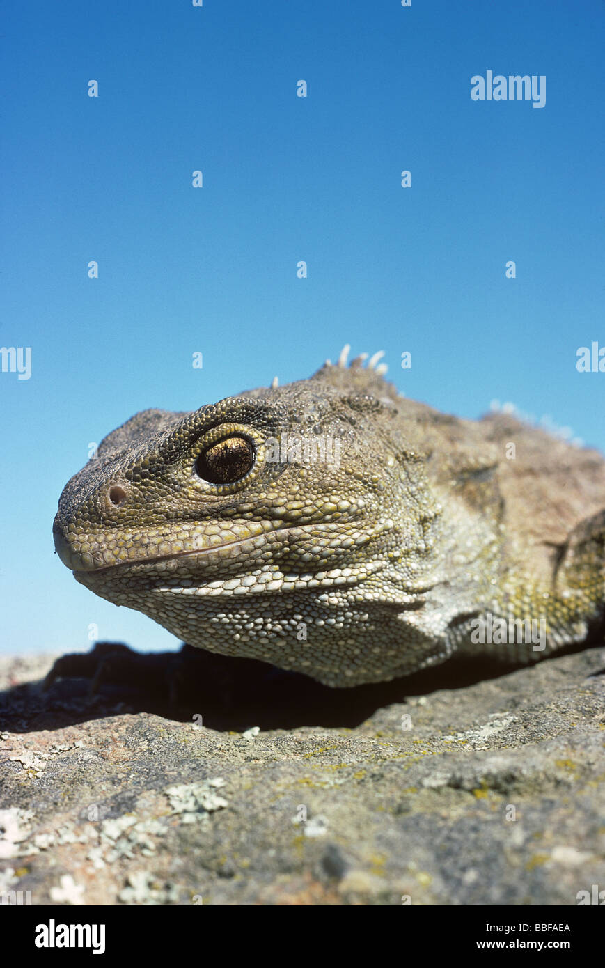 Sphenodon punctatus male hi-res stock photography and images - Alamy