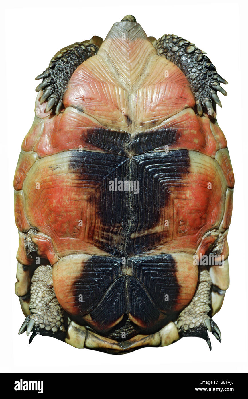 Withdraws Into Its Shell High Resolution Stock Photography and Images ...