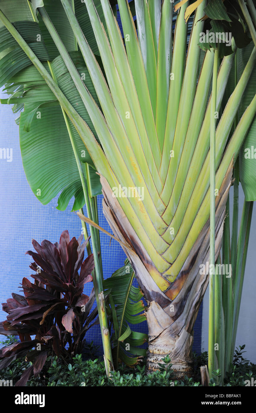 Tropical palm plant in Miami, Florida Stock Photo - Alamy