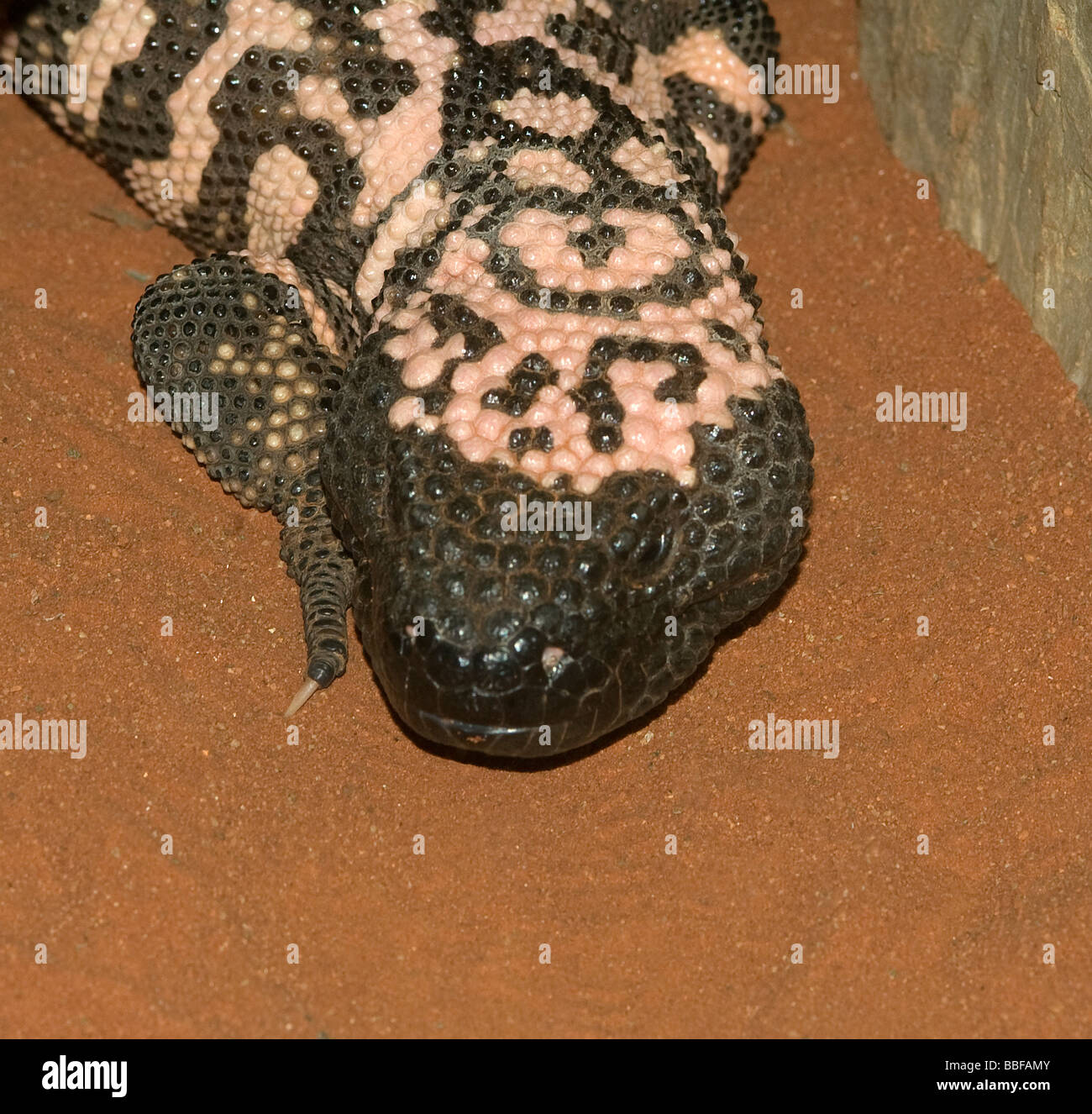 Head of gila monster from USA deserts Stock Photo - Alamy