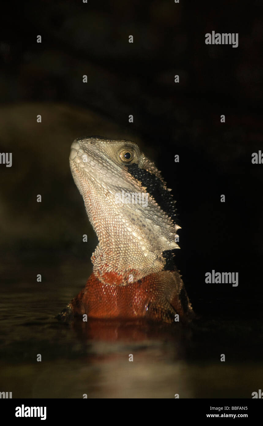 Male eastern water dragon Physignathus lesueurii emerges from water in ...