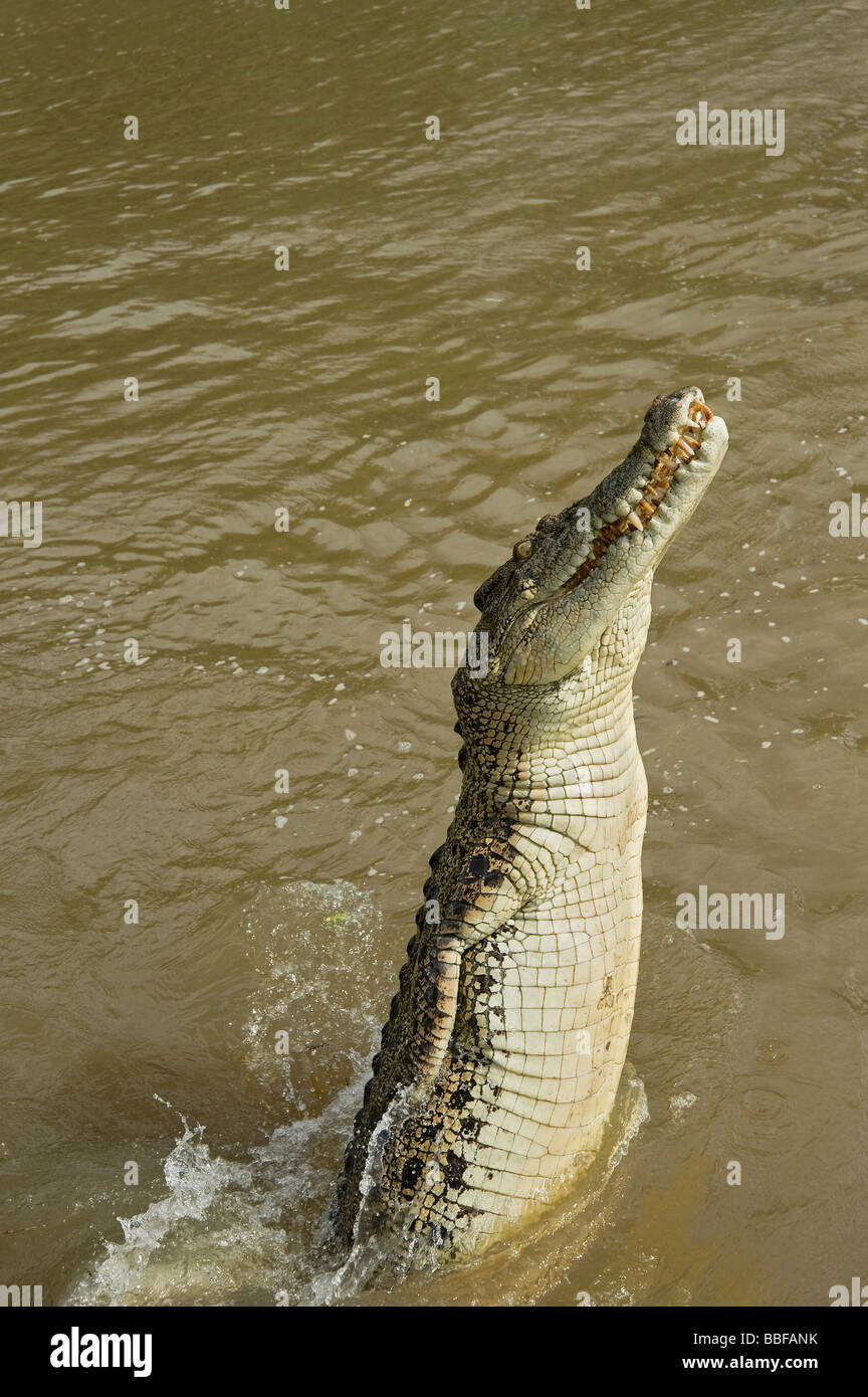 Saltwater crocodile hi-res stock photography and images - Alamy