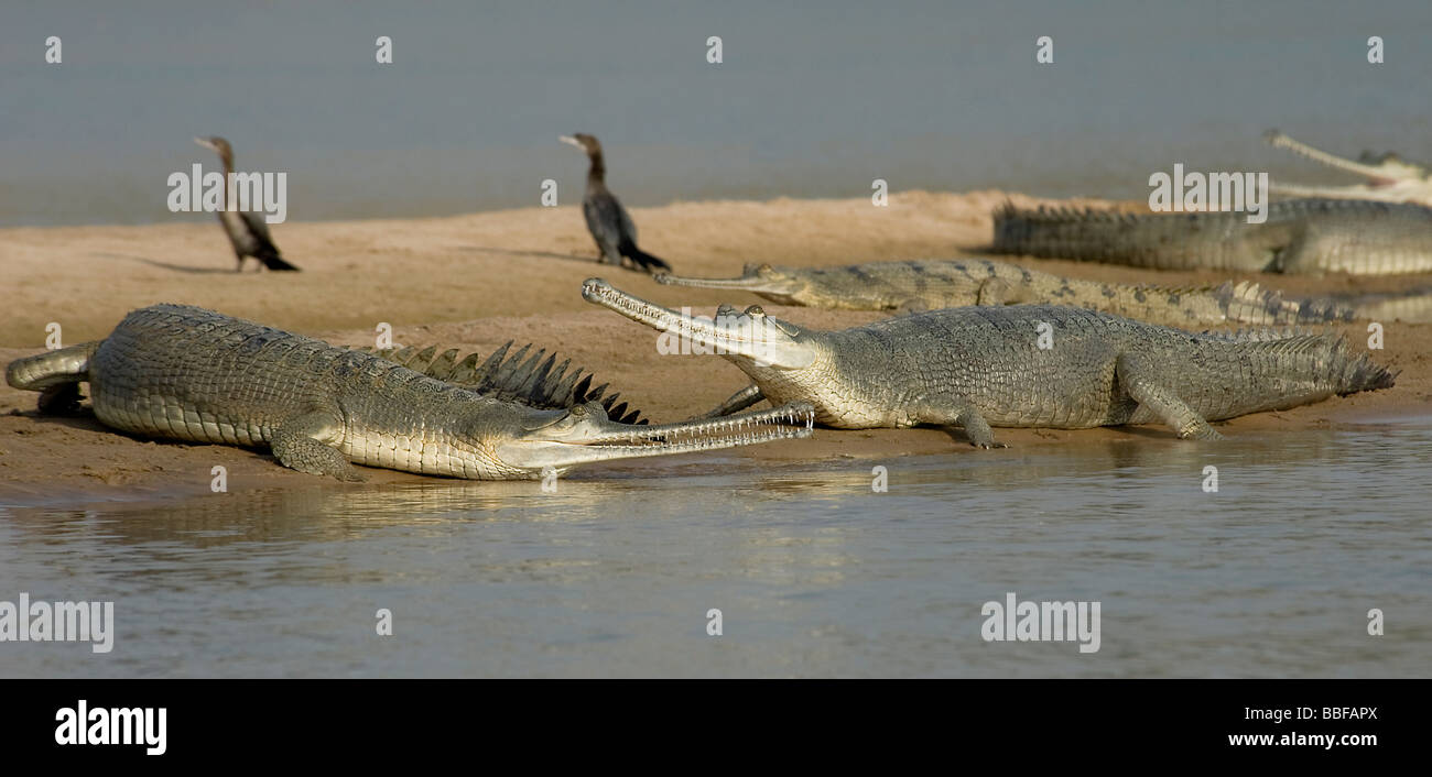 Indian gharial hi-res stock photography and images - Alamy