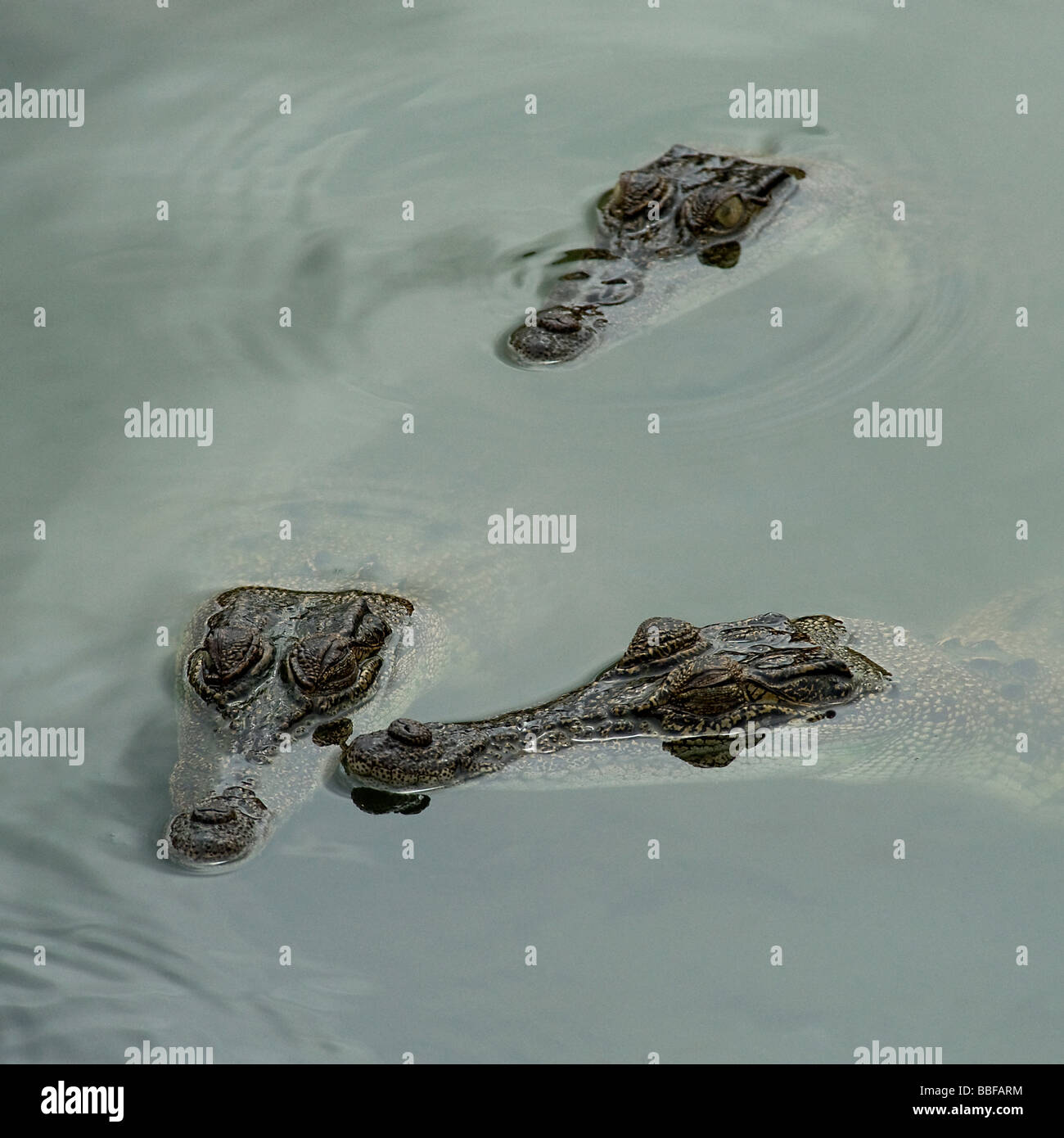 Saltwater crocodiles hi-res stock photography and images - Alamy