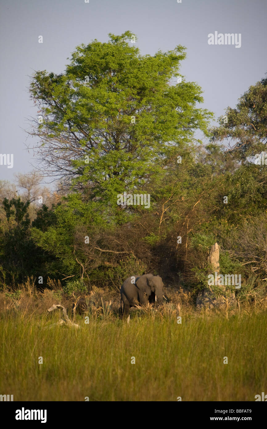 Elephant acacia okavango hi-res stock photography and images - Alamy