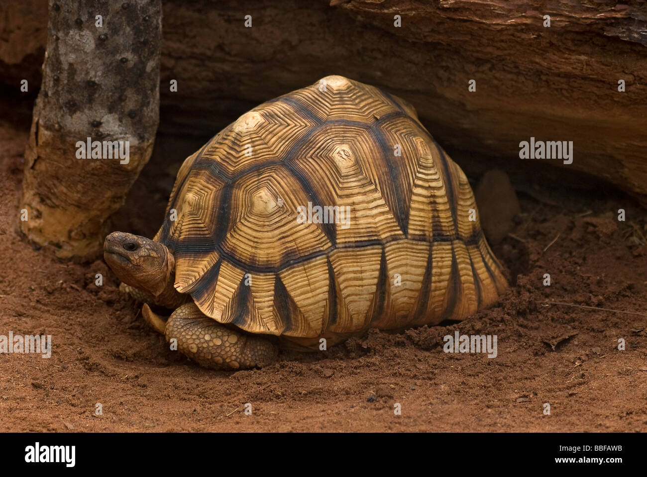 Rare and endangered ploughshare tortoise Madagascar Stock Photo - Alamy