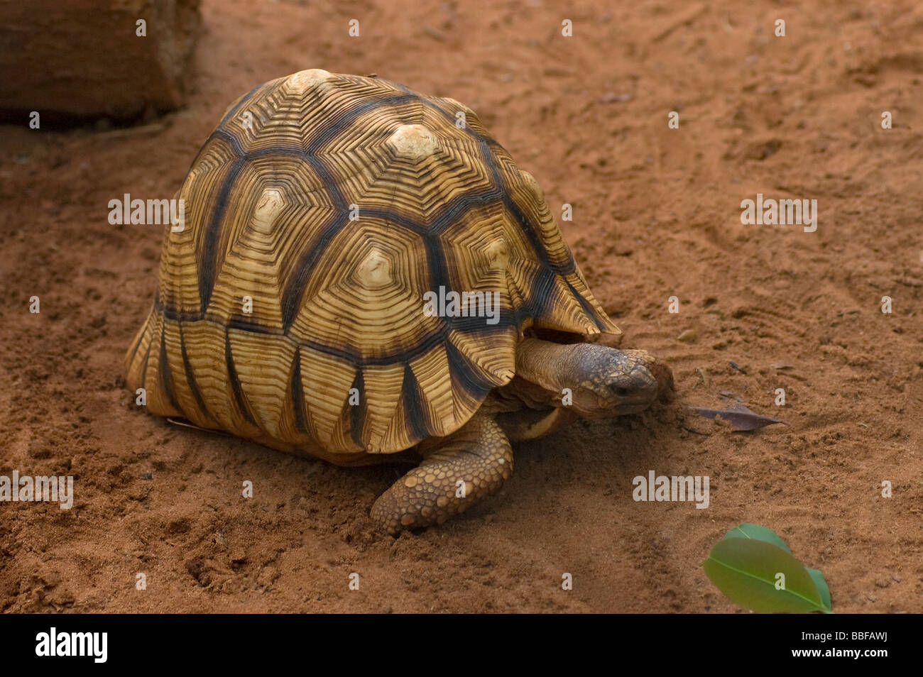 Rare and endangered ploughshare tortoise Madagascar Stock Photo - Alamy