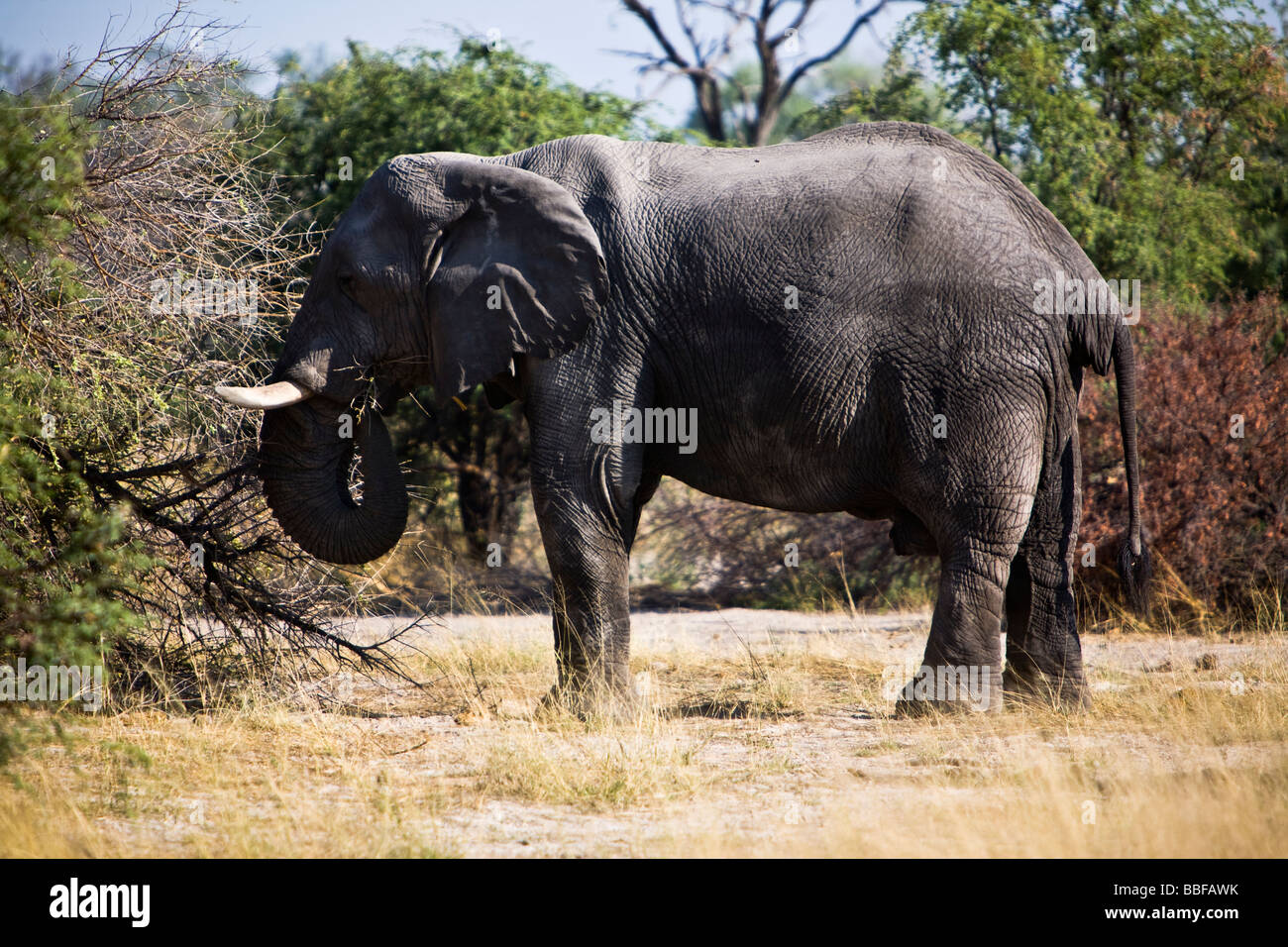 African Elephant feeding Stock Photo - Alamy