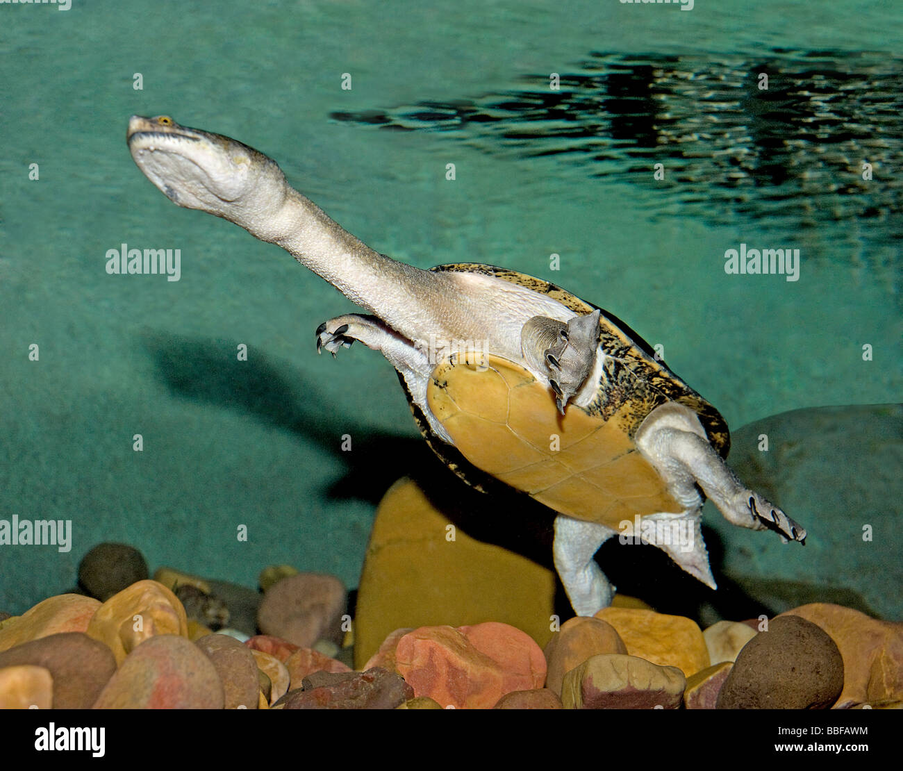 Billabongs hi-res stock photography and images - Alamy