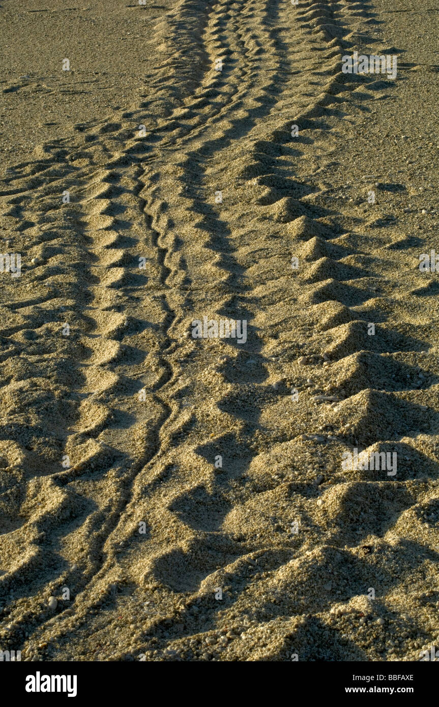 Green turtle track in sand Lady Elliot island Great Barrier Reef ...