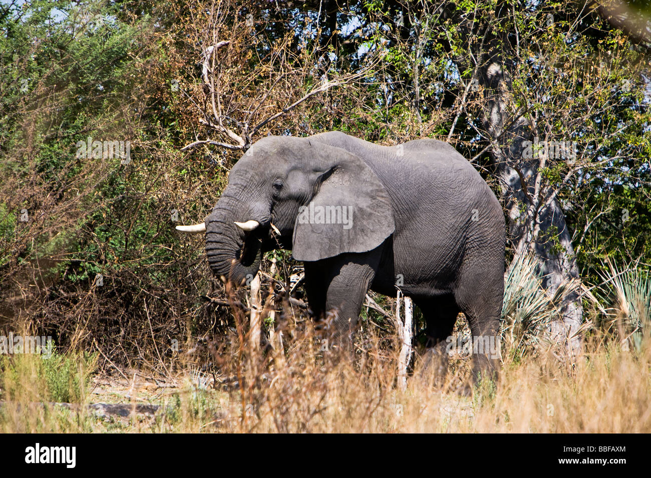 African Elephant feeding Stock Photo - Alamy