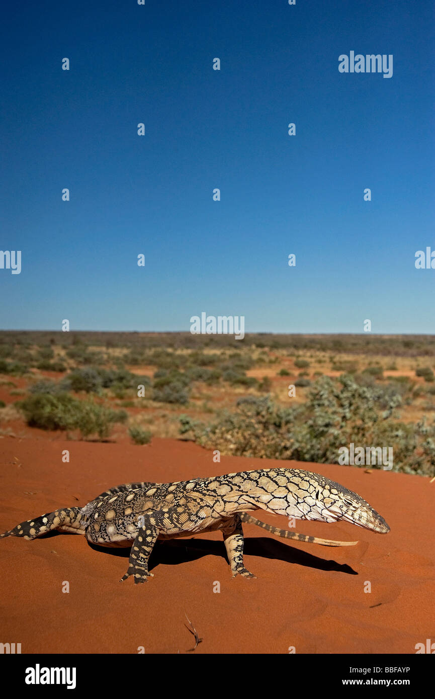 Australian goanna hi-res stock photography and images - Alamy