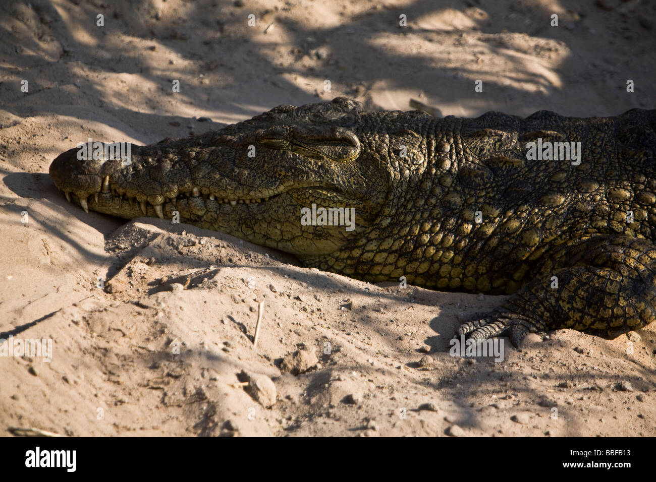 Sleeping crocodile hi-res stock photography and images - Alamy