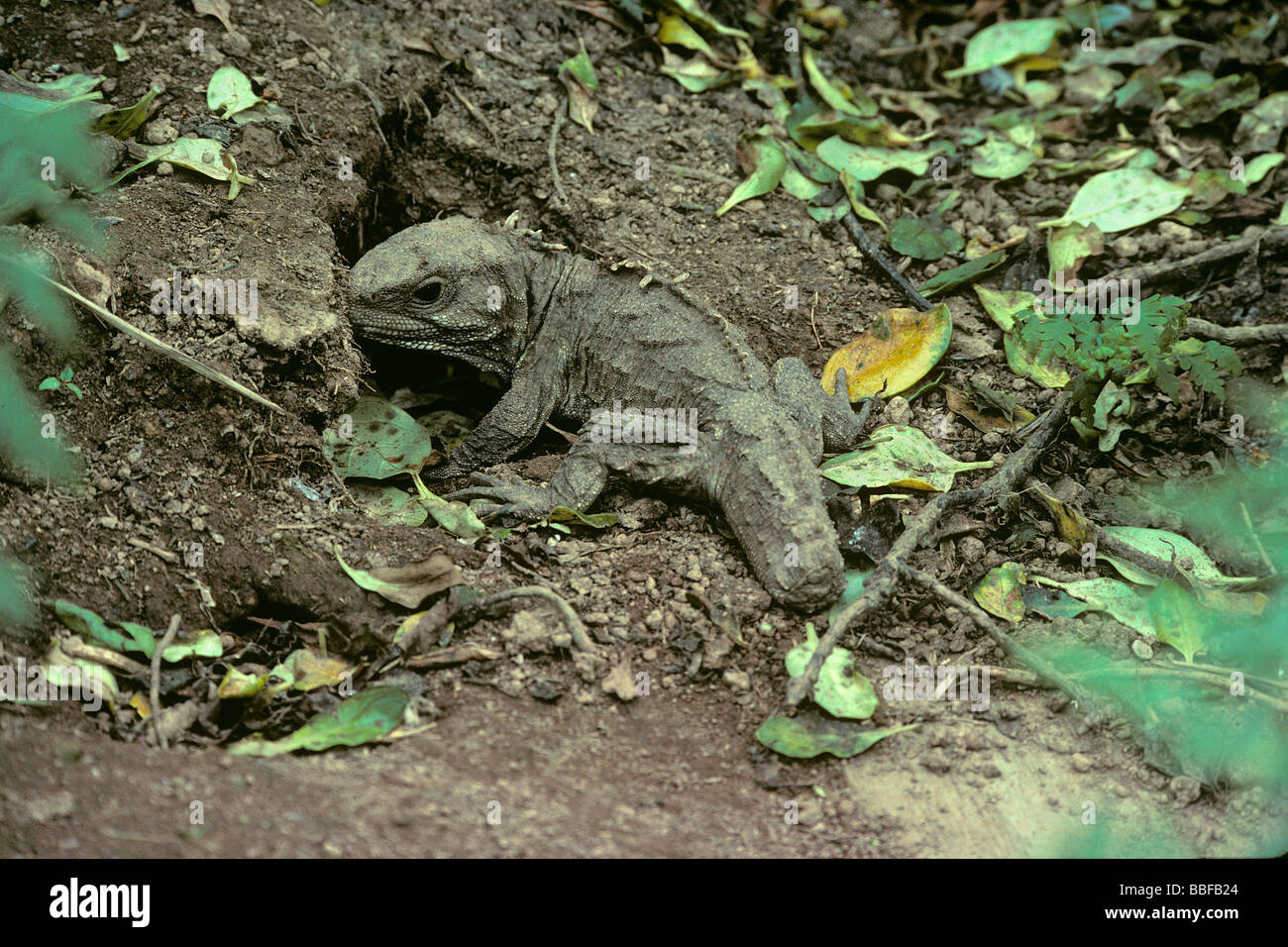 Cook strait fossil hi-res stock photography and images - Alamy