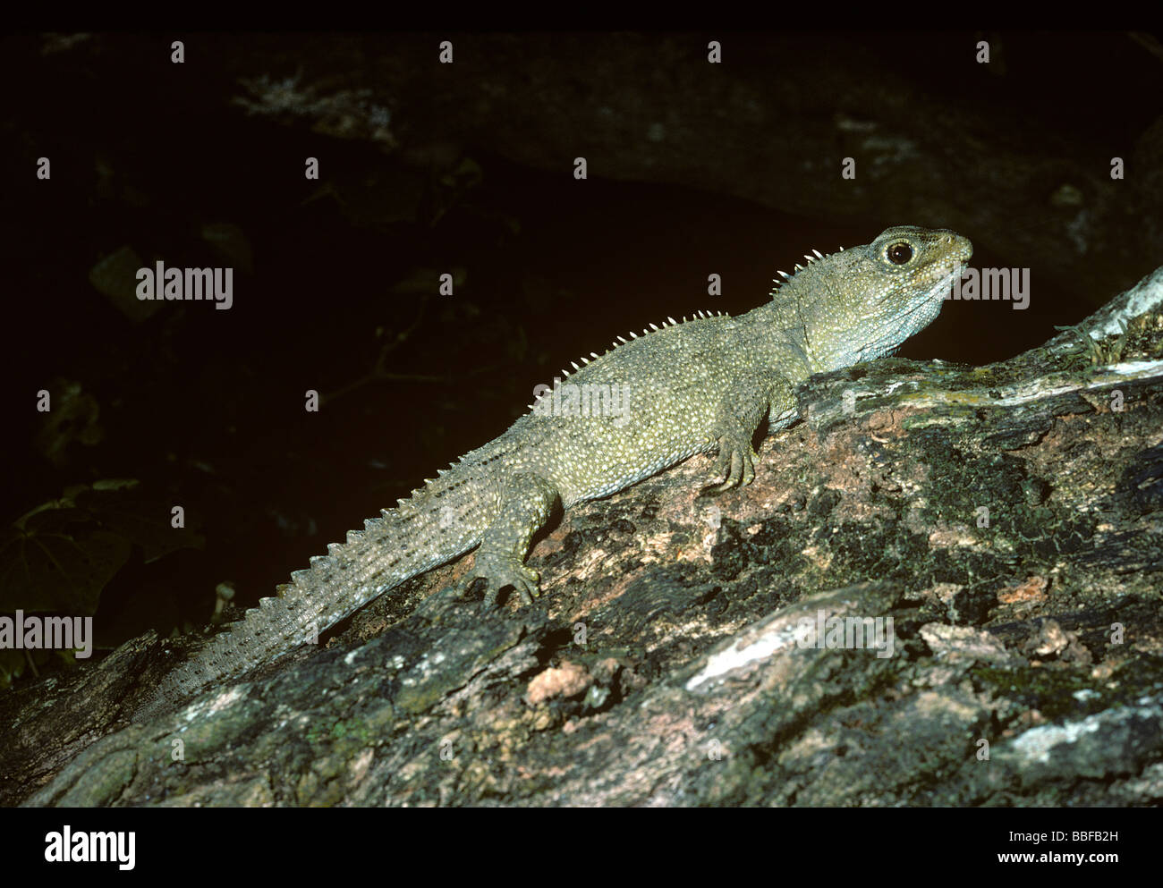 Cook Strait tuatara on Stephens Island New Zealand up tree at night ...