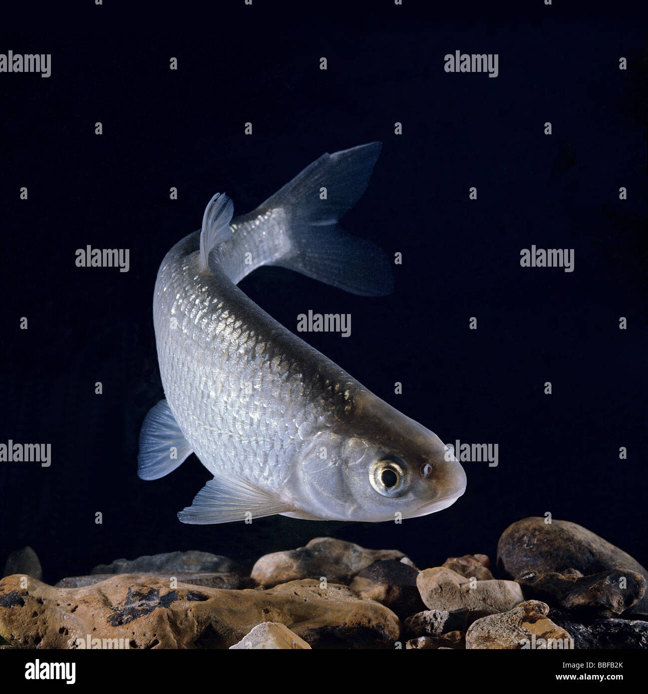 Common dace Leuciscus leuciscus turning is a freshwater fish that also ...