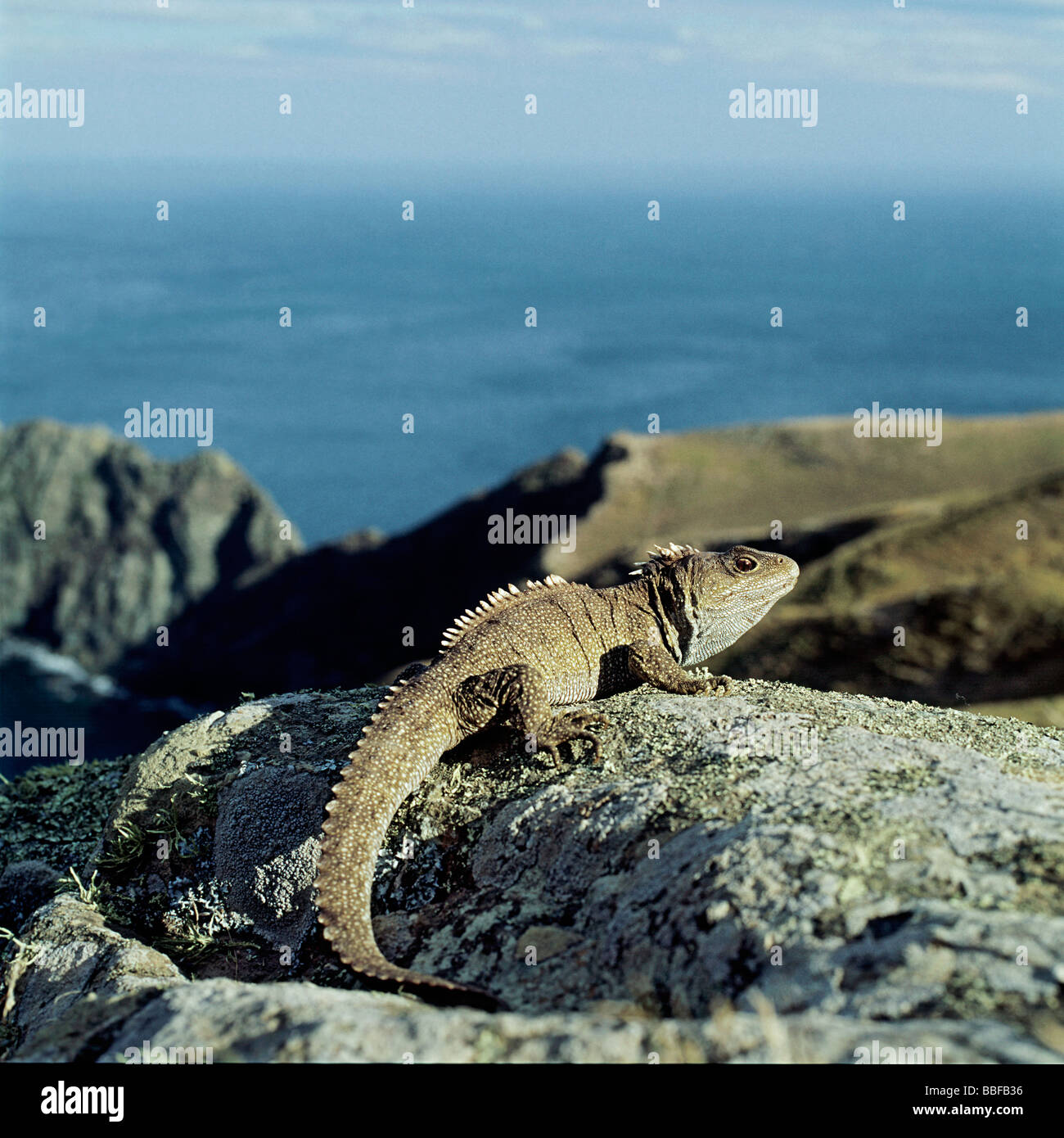 Cook Strait tuatara basks on Stephens Island New Zealand Stock Photo ...