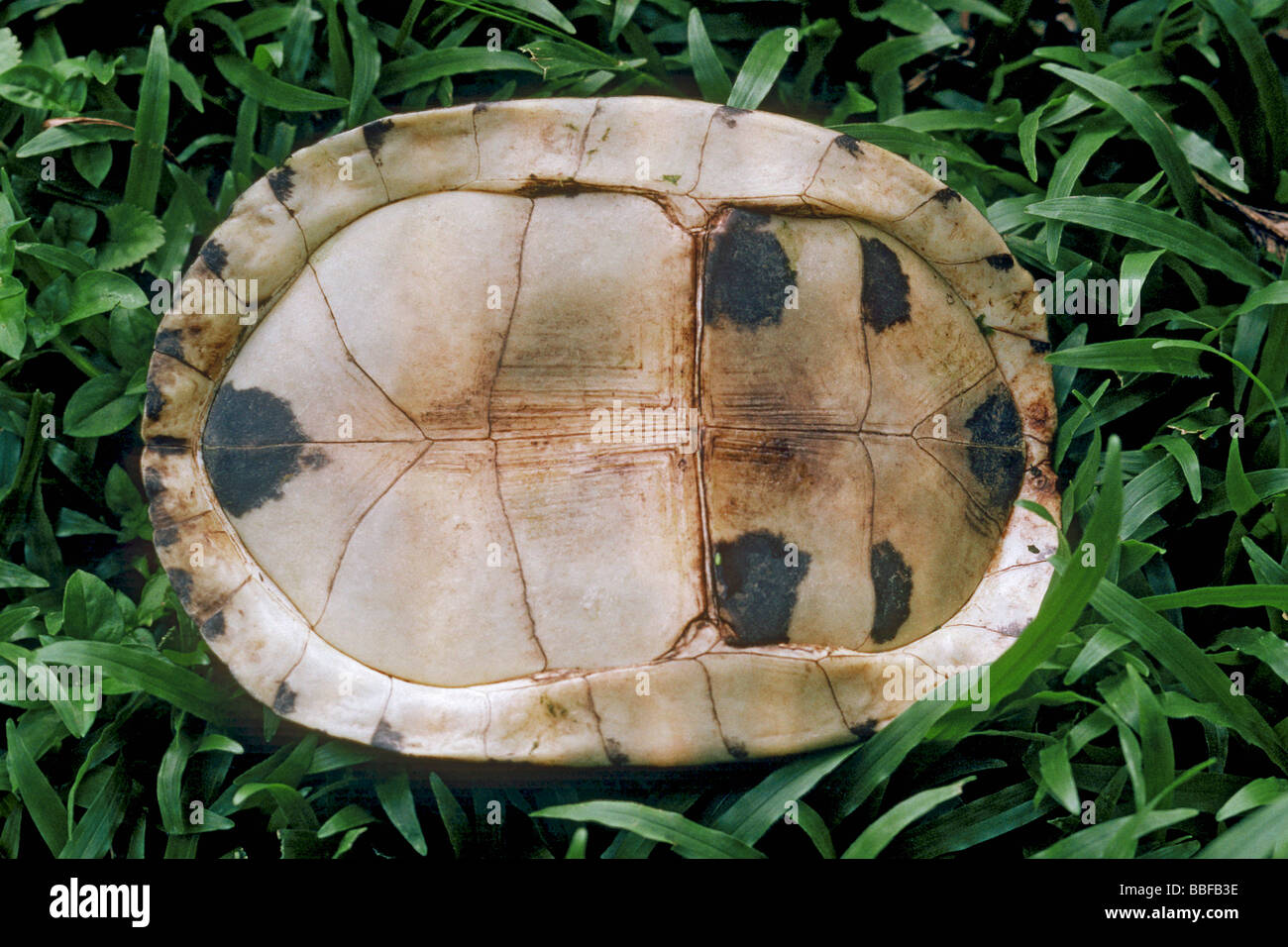 Underside Malayan box turtle showing plastron bony plates Stock Photo ...