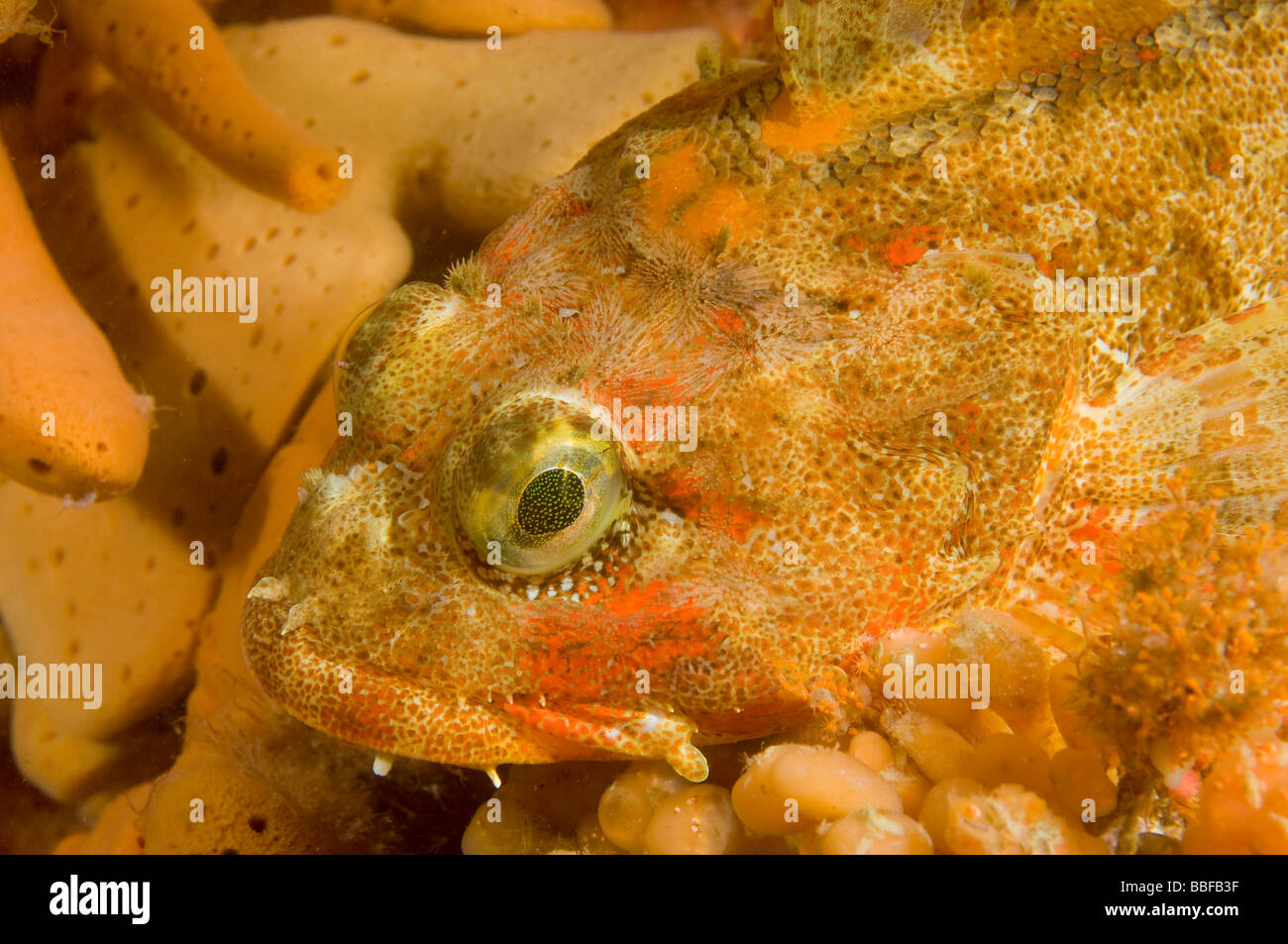 Underwater irish hi-res stock photography and images - Alamy