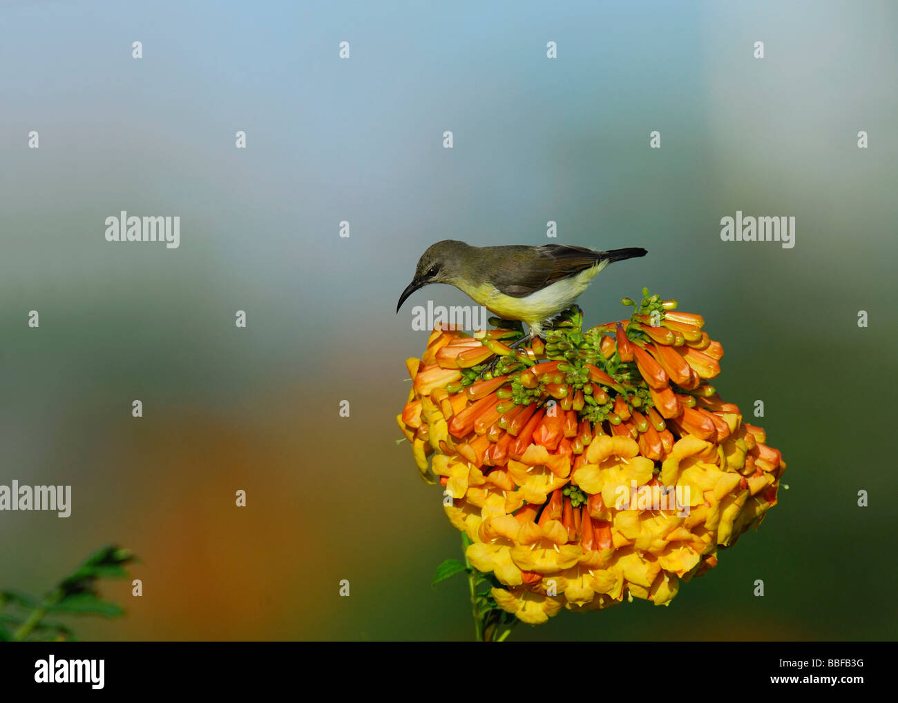 Indian sunbird hi-res stock photography and images - Alamy