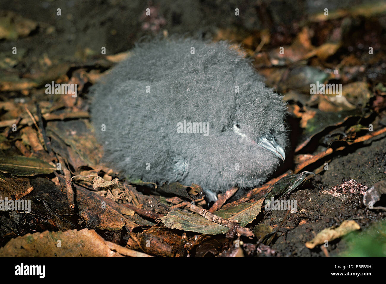 Fairy prion chick Pachyptila turtur Stephens Island New Zealand Stock ...