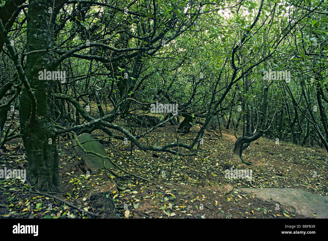 Stephens Island New Zealand High Resolution Stock Photography and ...