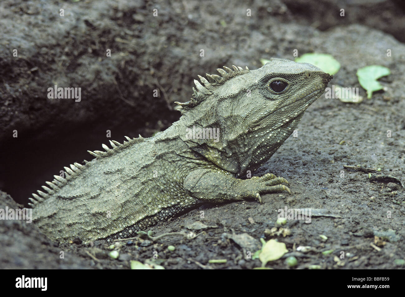 Cook Strait tuatara emerges from burrow Stock Photo - Alamy
