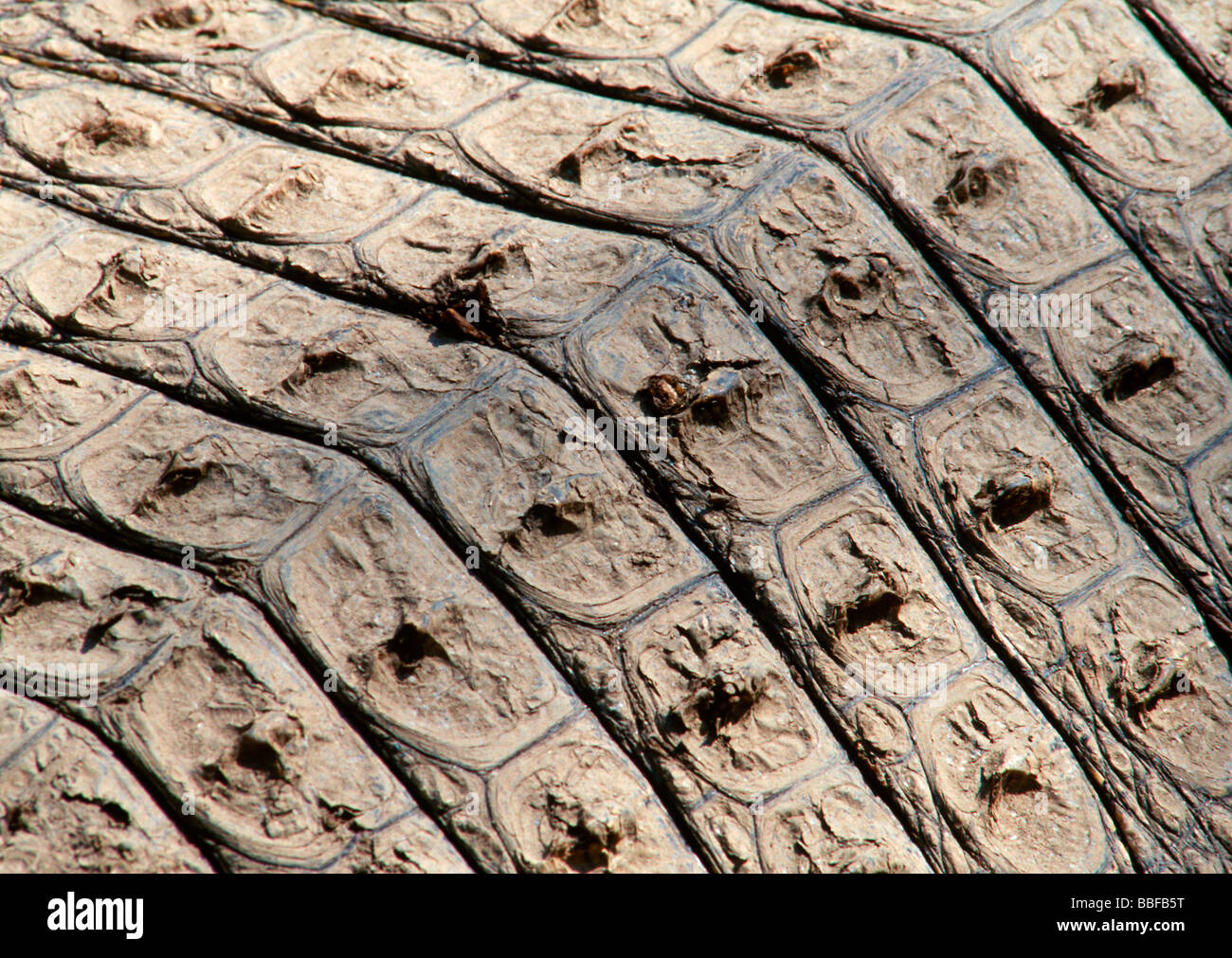Osteoderms hi-res stock photography and images - Alamy
