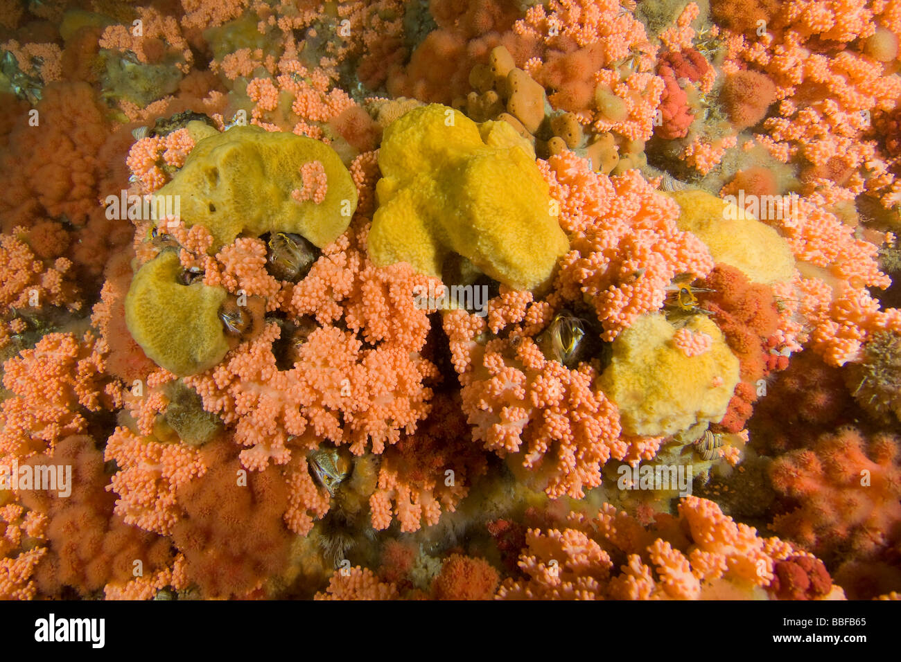 Coldwater soft coral Sea Strawberry Gersemia rubiformis Southeast ...