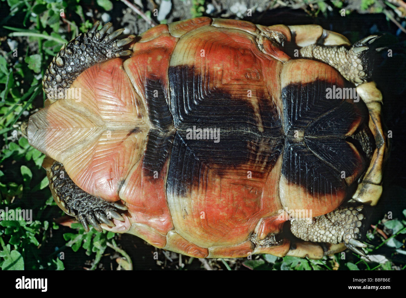 Angulate tortoise Chersina angulata withdrawn into shell Stock Photo ...