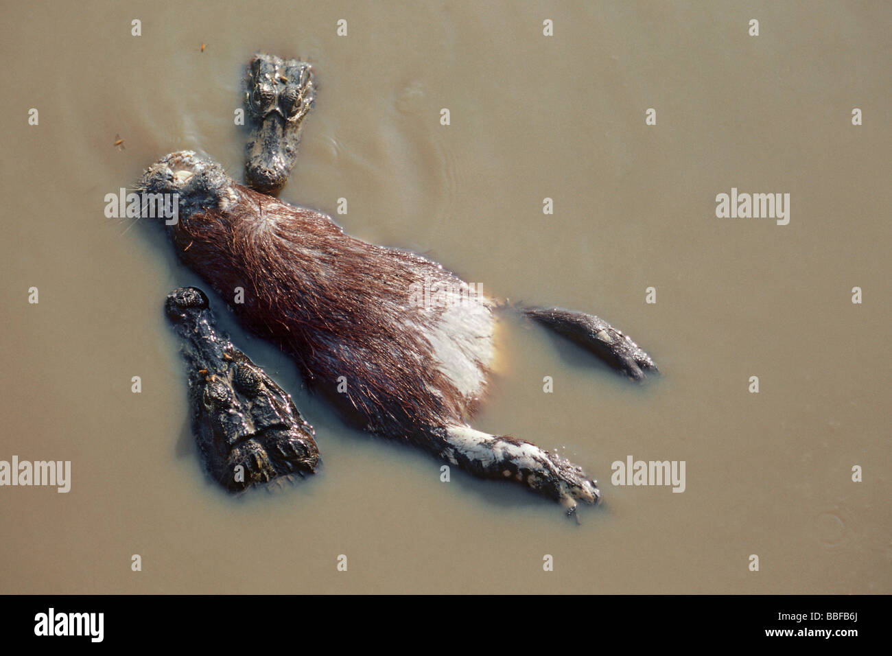 Jacare Caiman yacari trying to eat dead capybara Pantanal Brazil in ...