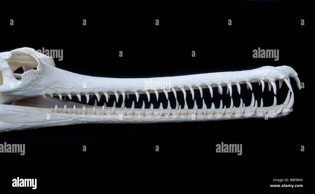 Replica of modern Ganges gavial or gharial skull Stock Photo - Alamy