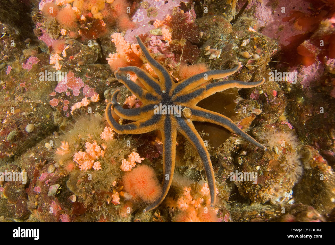 Starfish seastar underwater hi-res stock photography and images - Alamy