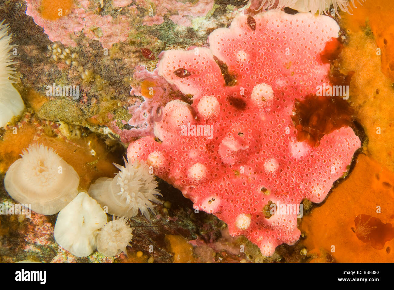 California Hydrocoral Stylaster californicus formerly Allopora ...