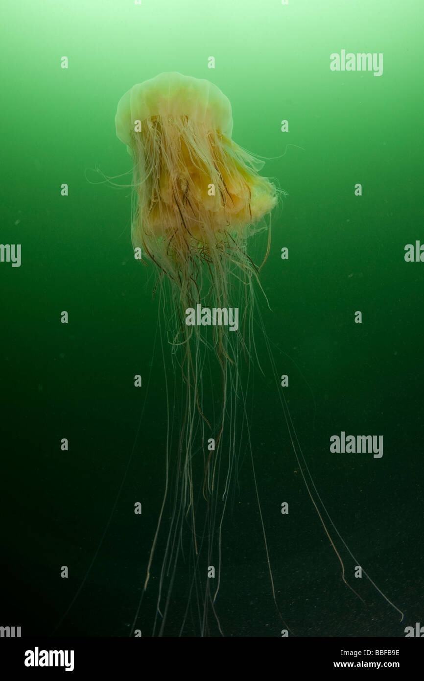 Fried Egg Jellyfish Phacellophora camtschatica Southeast Alaska Stock ...