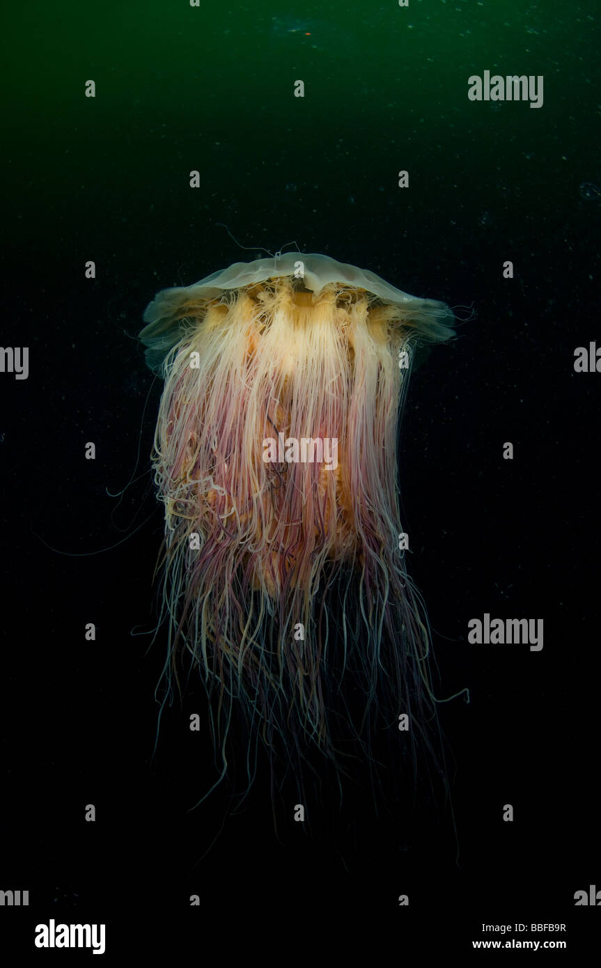 Fried Egg Jellyfish Phacellophora camtschatica Southeast Alaska Stock ...