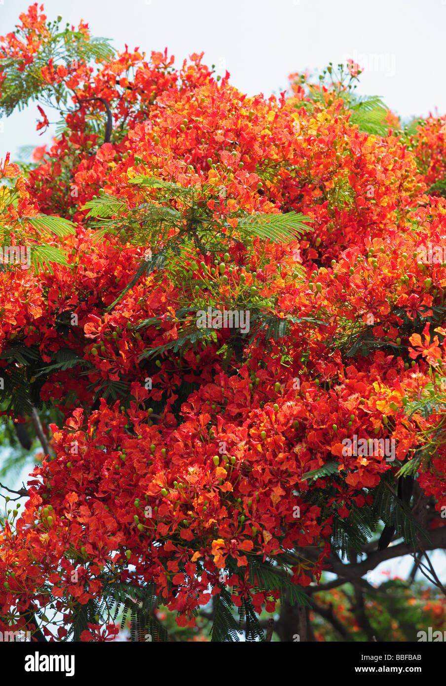 Flowers of Flame tree bloom in summer Stock Photo - Alamy