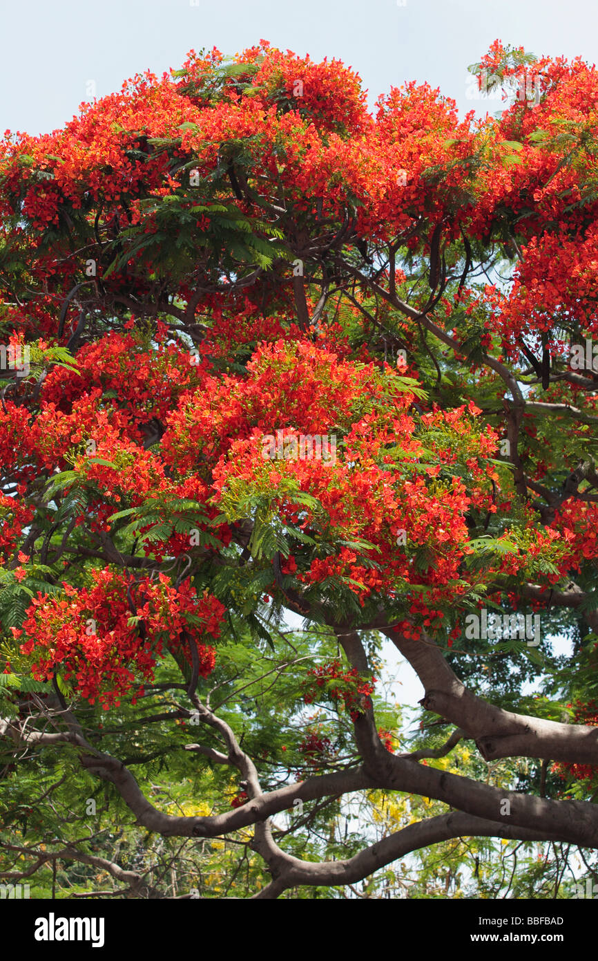 Flowers of Flame tree bloom in summer Stock Photo - Alamy