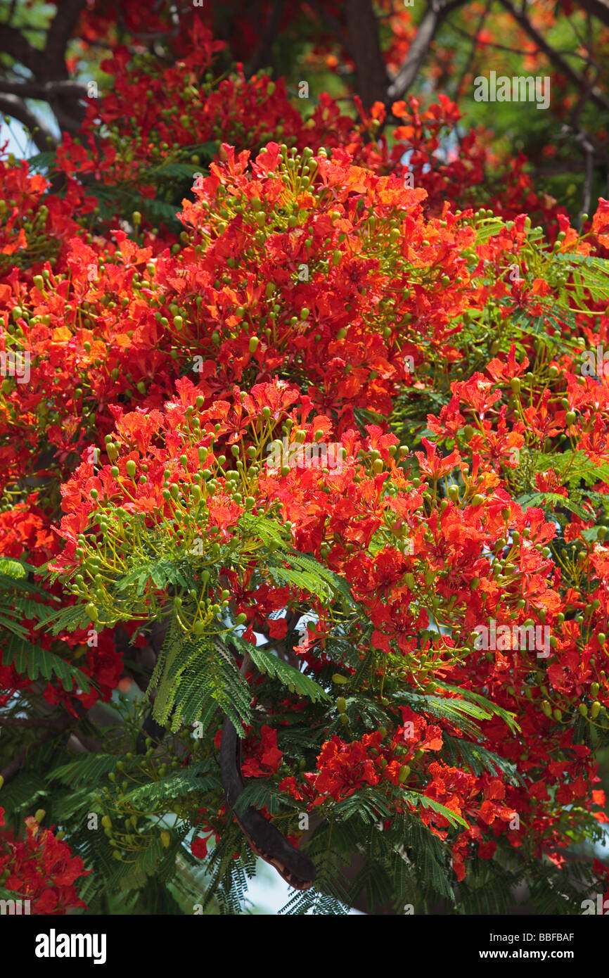 Flowers of Flame tree bloom in summer Stock Photo - Alamy