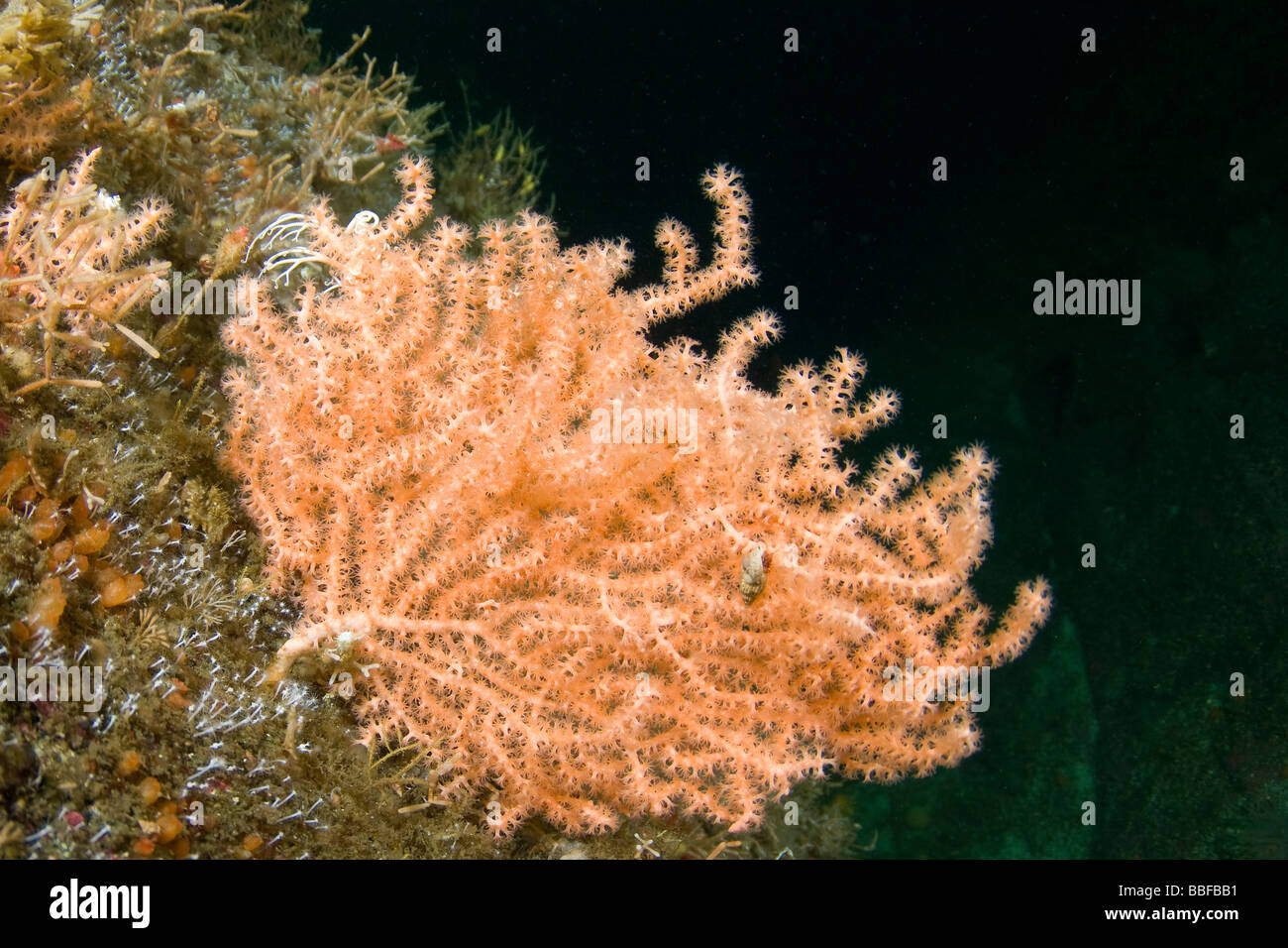 Gorgonia soft coral Calcigorgia spiculifera Southeast Alaska Stock ...