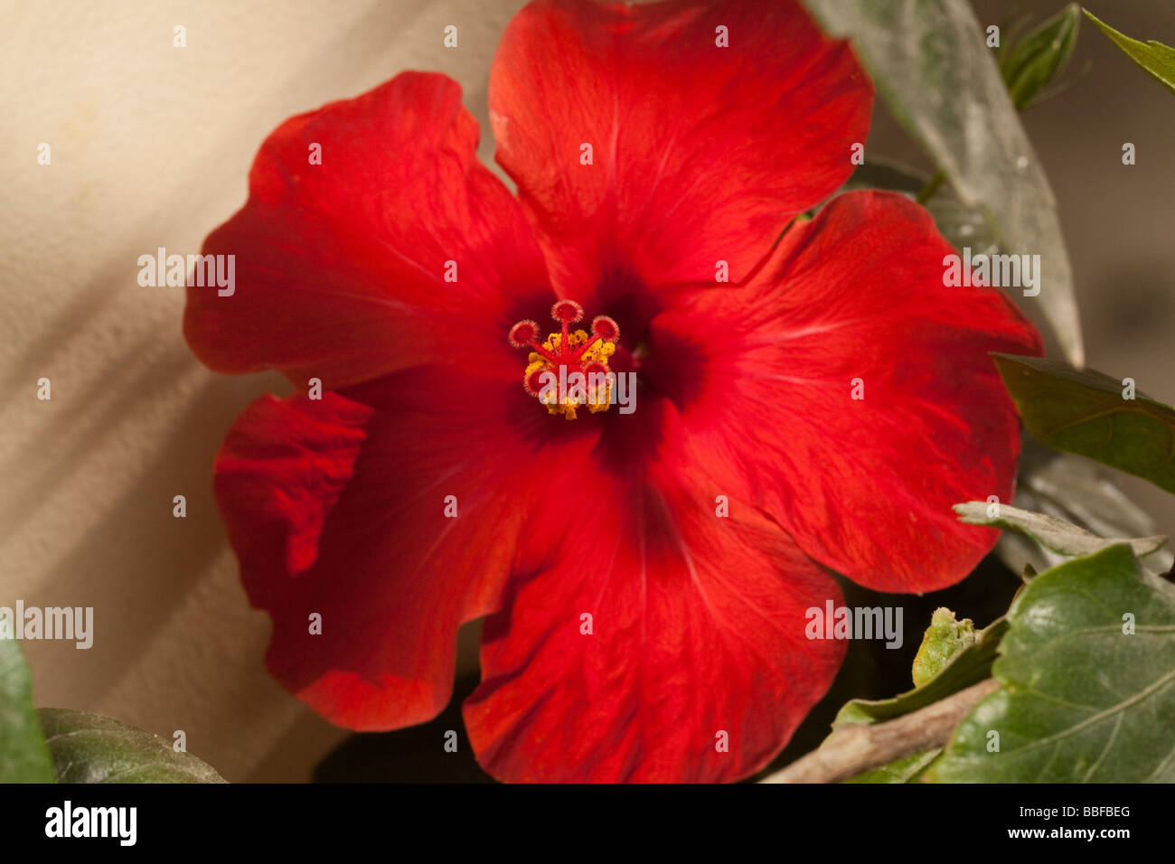 red hibiscus flower Stock Photo - Alamy