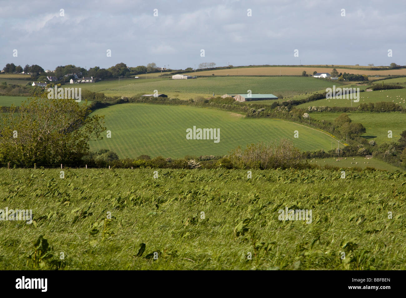 south cornwall rolling countryside summer england uk gb Stock Photo - Alamy