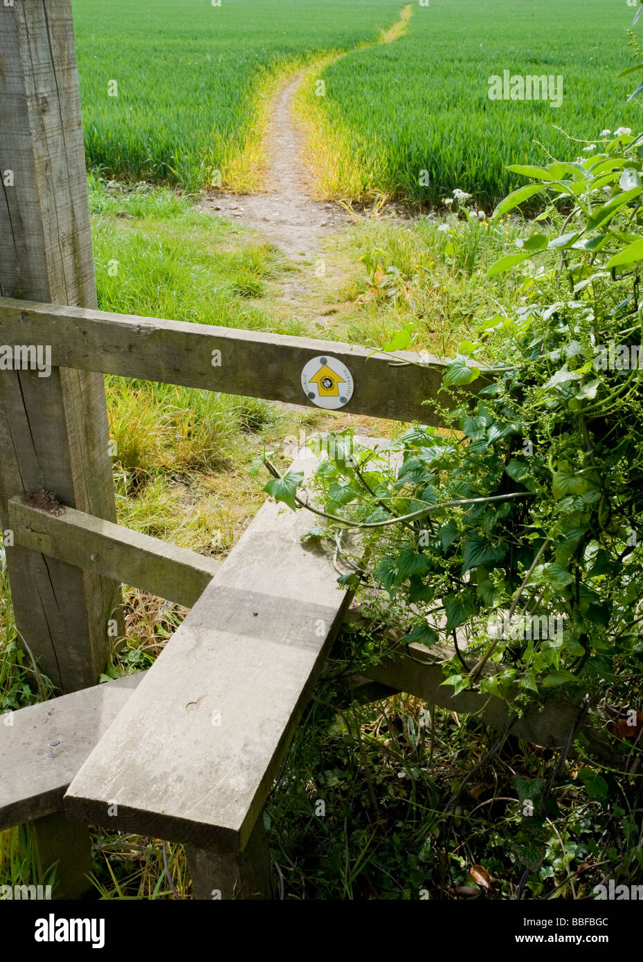 footpath in chiltern hills, buckinghamshire Stock Photo - Alamy