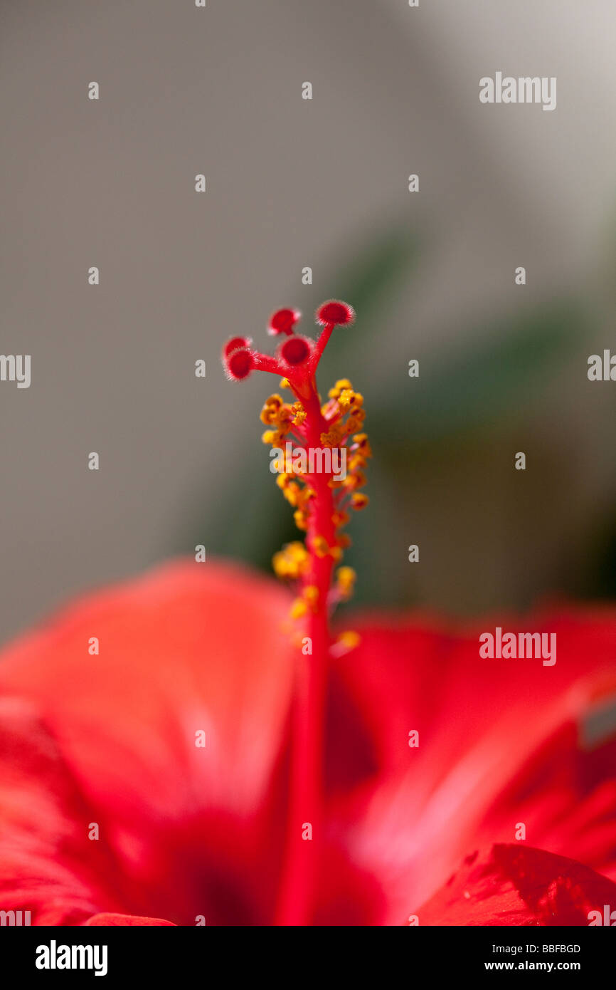 stamen of red hibiscus flower Stock Photo - Alamy