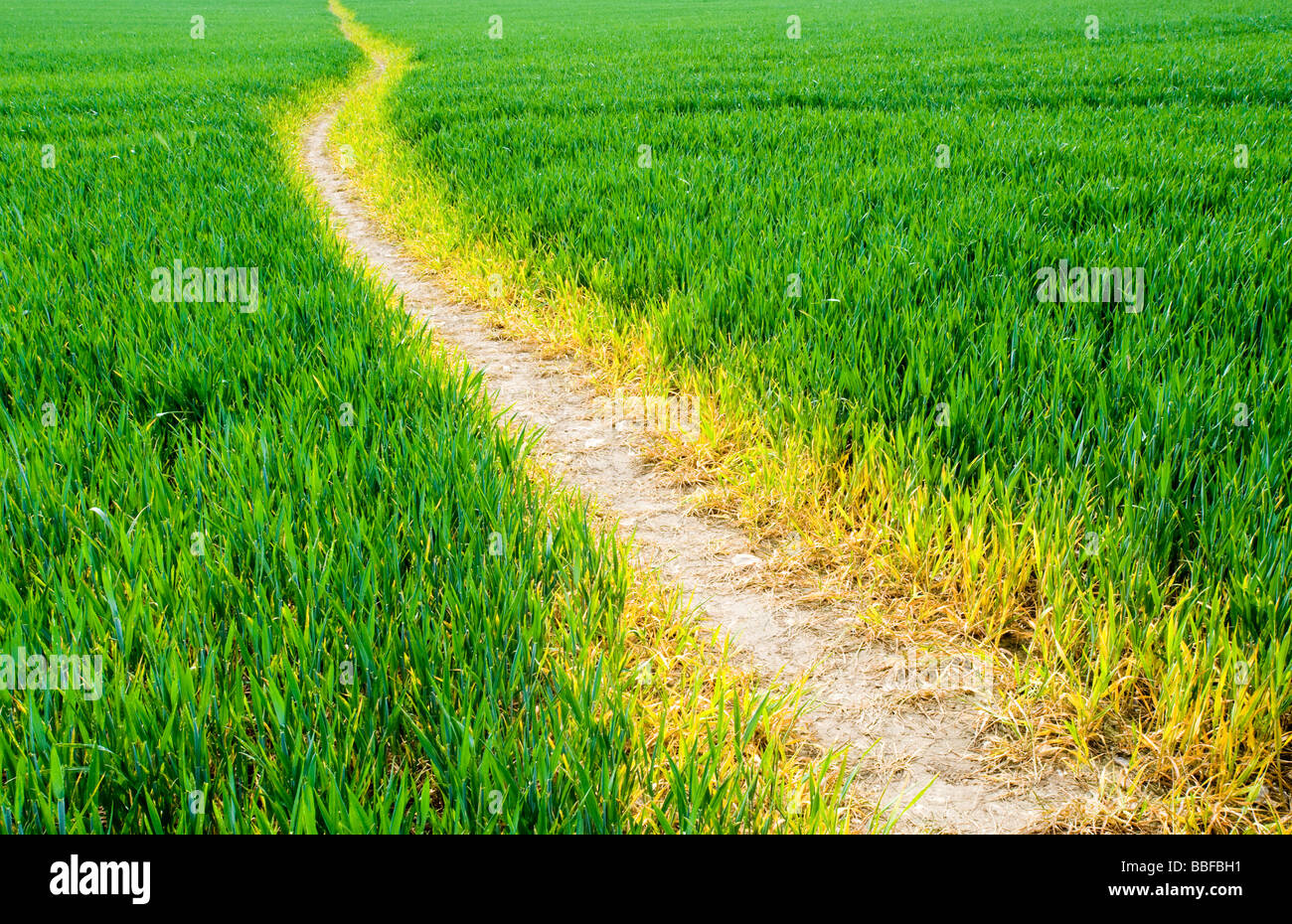 Footpath across a field hi-res stock photography and images - Alamy