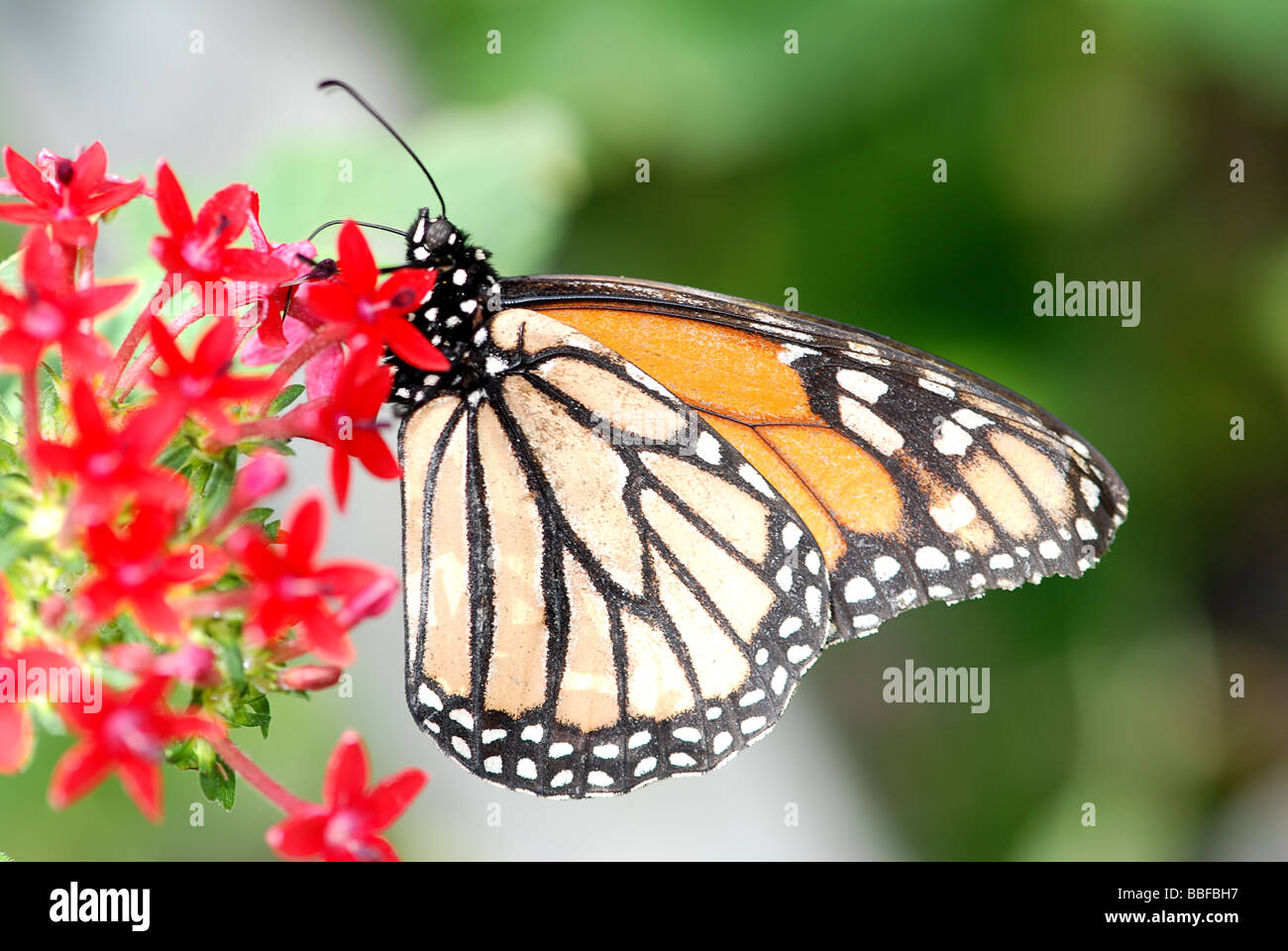Monarch wanderer hi-res stock photography and images - Alamy