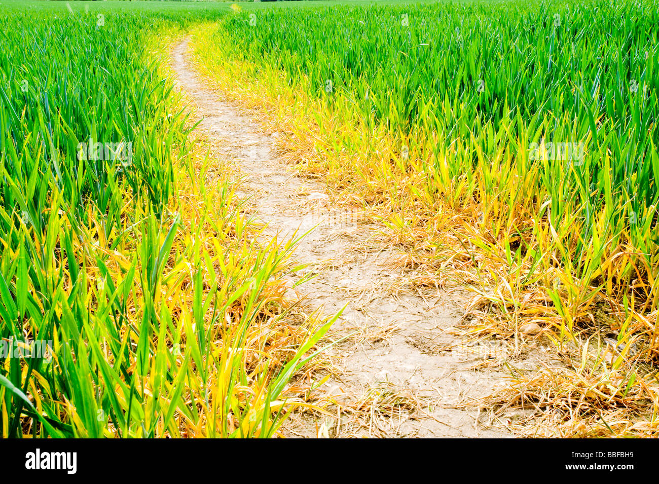 Footpath across a field hi-res stock photography and images - Alamy