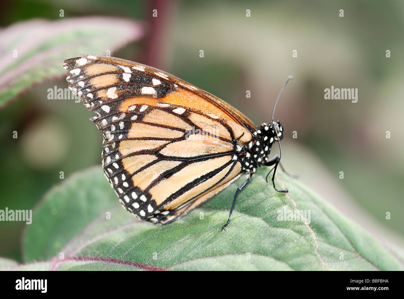 The Monarch - Danaus plexippus Stock Photo - Alamy