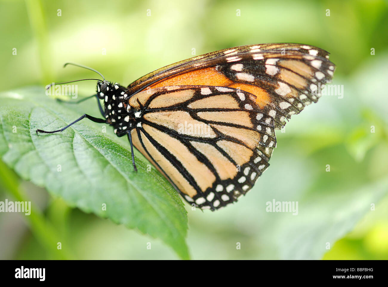Monarch wanderer hi-res stock photography and images - Alamy